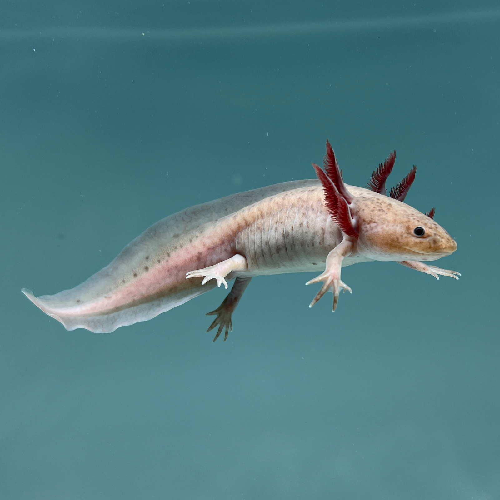 Melanoid Axanthic Copper Axolotl | Axolotls For Sale | Axolotl Planet