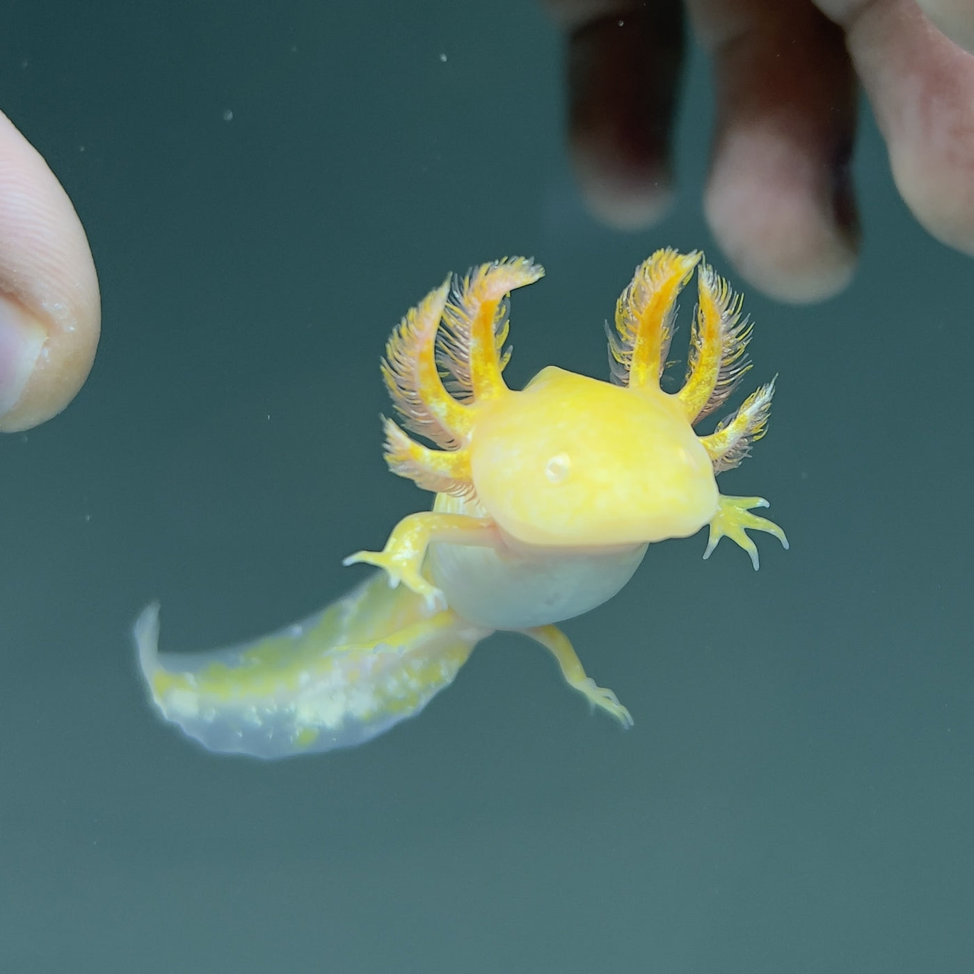 Golden Albino Axolotl | Axolotls For Sale | Axolotl Planet