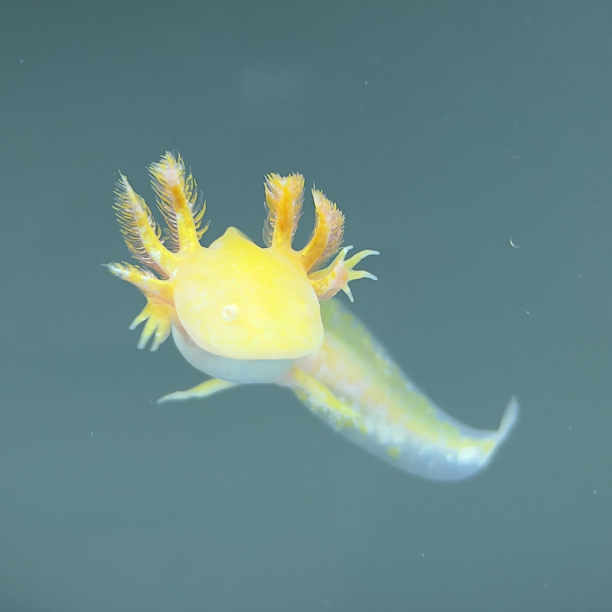 Golden Albino Axolotl | Axolotls For Sale | Axolotl Planet