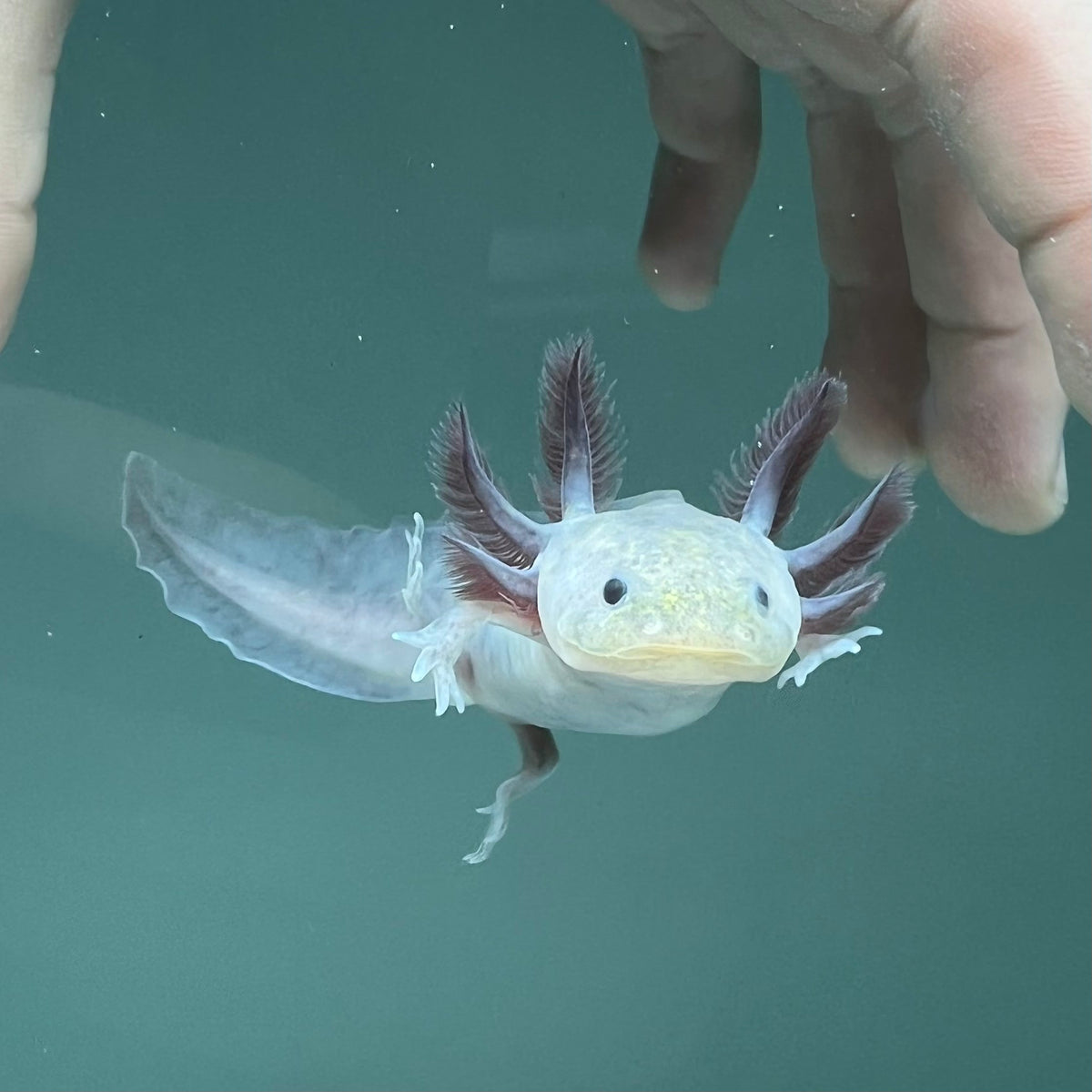 Hypomelanistic Axolotl | Axolotls For Sale | Axolotl Planet