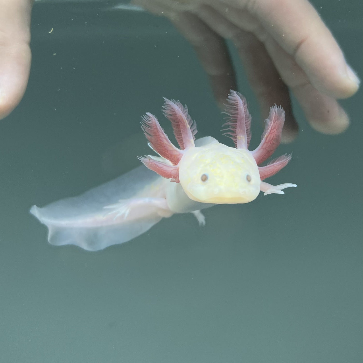 Hypomelanistic Melanoid Axolotl | Axolotls For Sale | Axolotl Planet