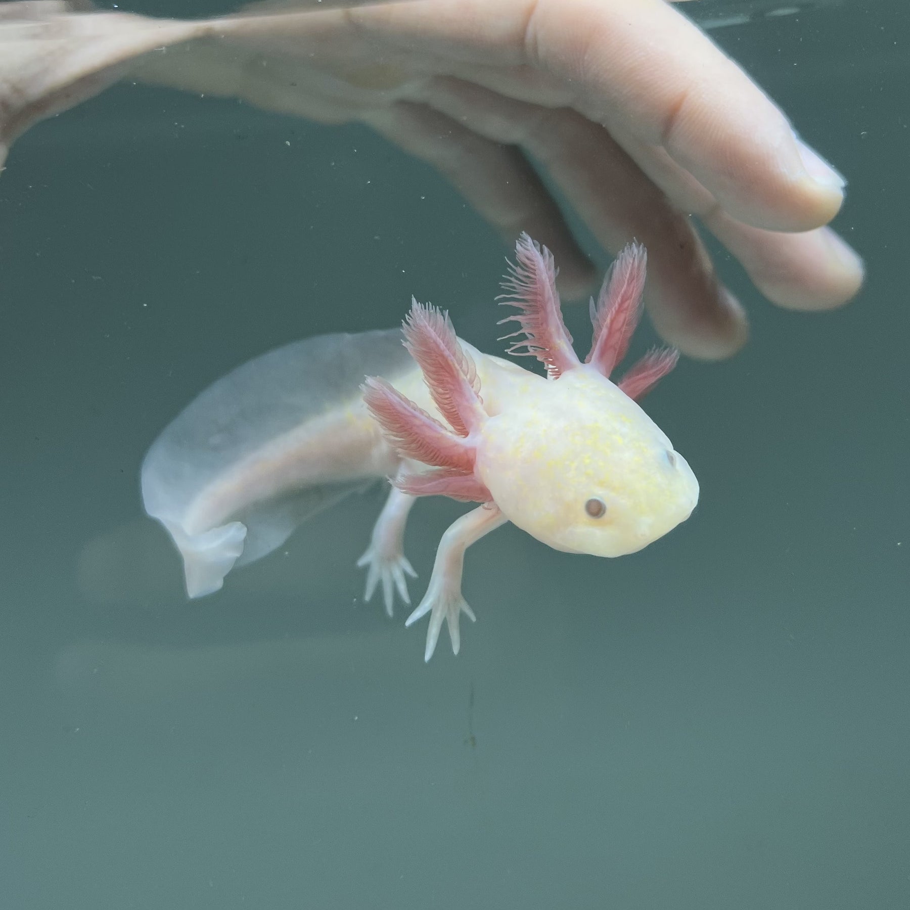 Hypomelanistic Melanoid Axolotl | Axolotls For Sale | Axolotl Planet