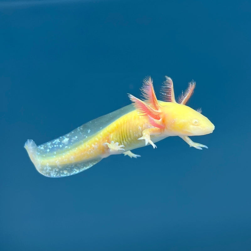 GFP Golden Albino Axolotl | Axolotls For Sale | Axolotl Planet