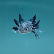 Axanthic Axolotl | Axolotls For Sale | Axolotl Planet