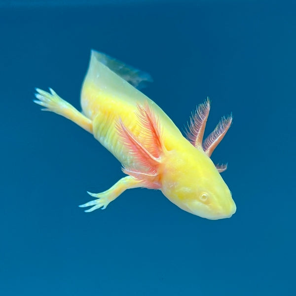 GFP Golden Albino Axolotl | Axolotls For Sale | Axolotl Planet