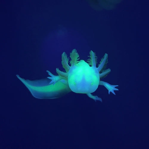 Gfp Axolotls Axolotls For Sale Axolotl Planet