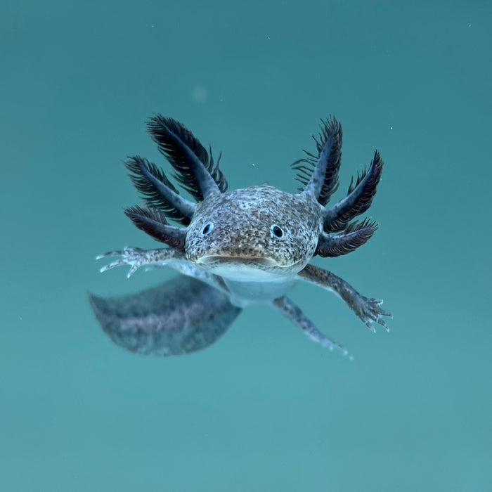 Axanthic Axolotl | Axolotls For Sale | Axolotl Planet