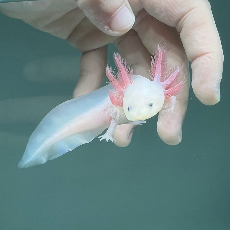 Leucistic Axolotl | Axolotls For Sale | Axolotl Planet