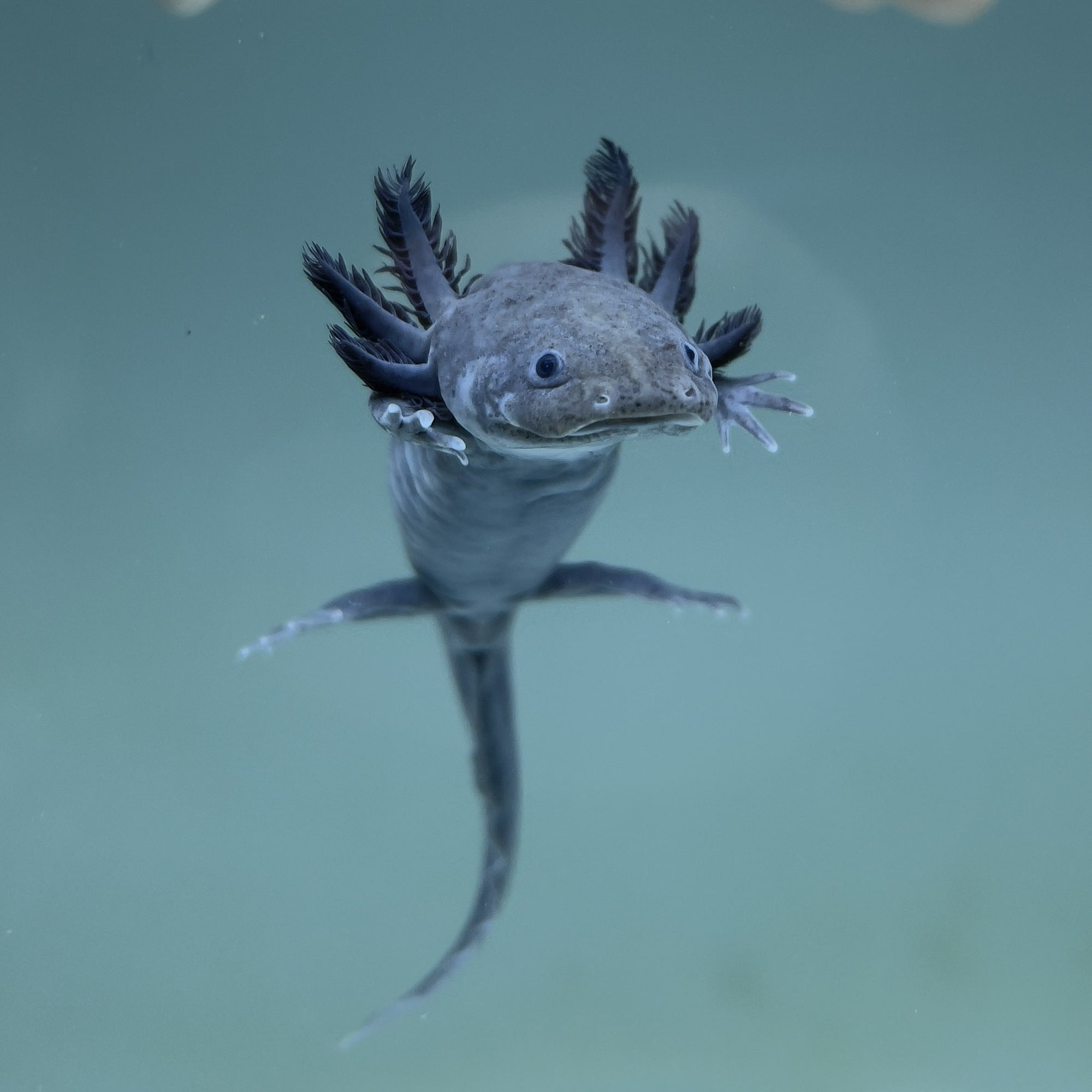 Melanoid Axolotl | Axolotls For Sale | Axolotl Planet